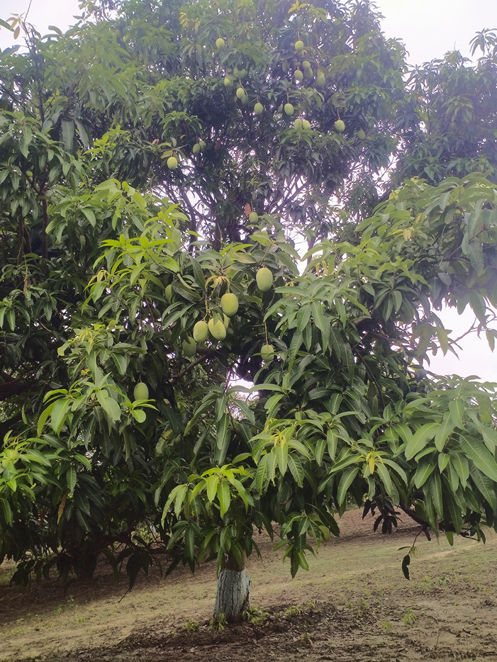 R.T. & Sons Agriculture Farm - Premium Nepali Mangoes & Moringa